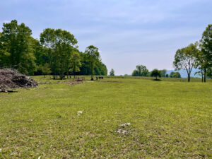 Pasture Rotation: Because the grass really is greener on the other side ...